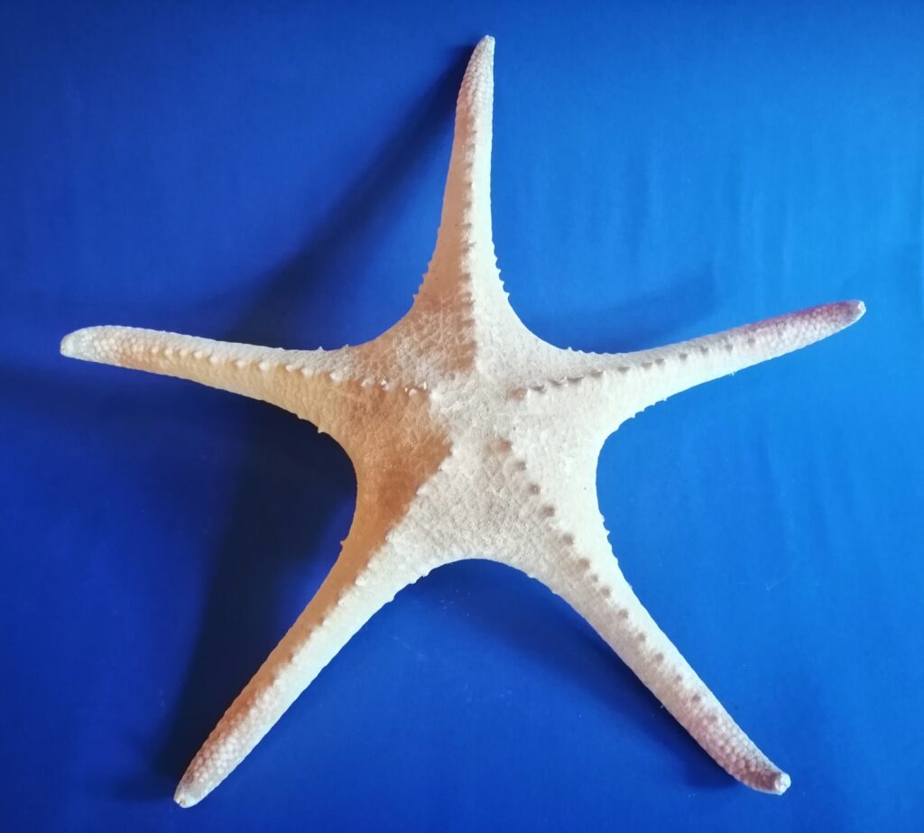 Estrela do Mar Iconaster longimanus - Mestre do Mar